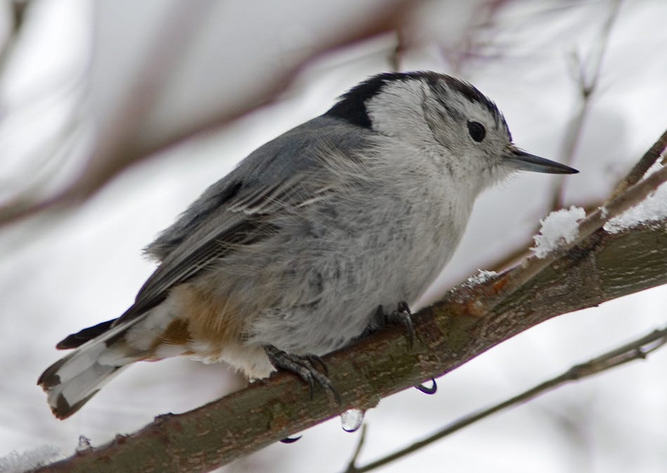 Cold Bird Update - by Katy Carl - Depth Perception