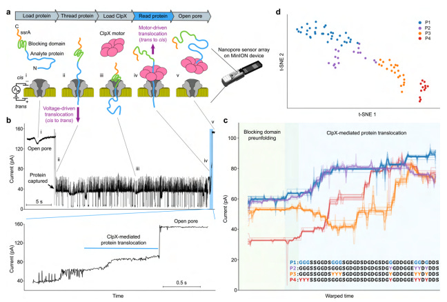 Advancing Protein Sequencing Using Nanopores