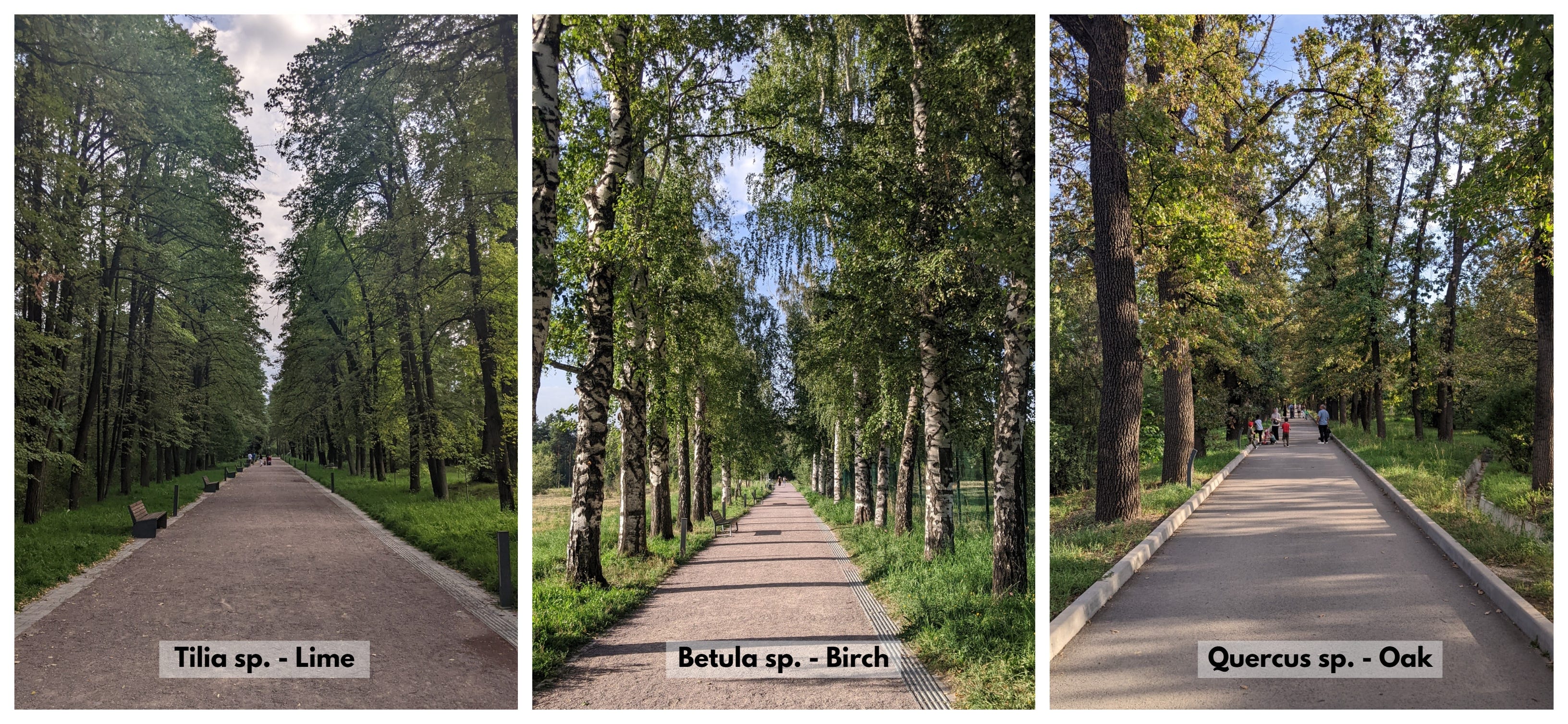 Balkan Ecology Project : Gardens Around the World - Almaty Botanic ...