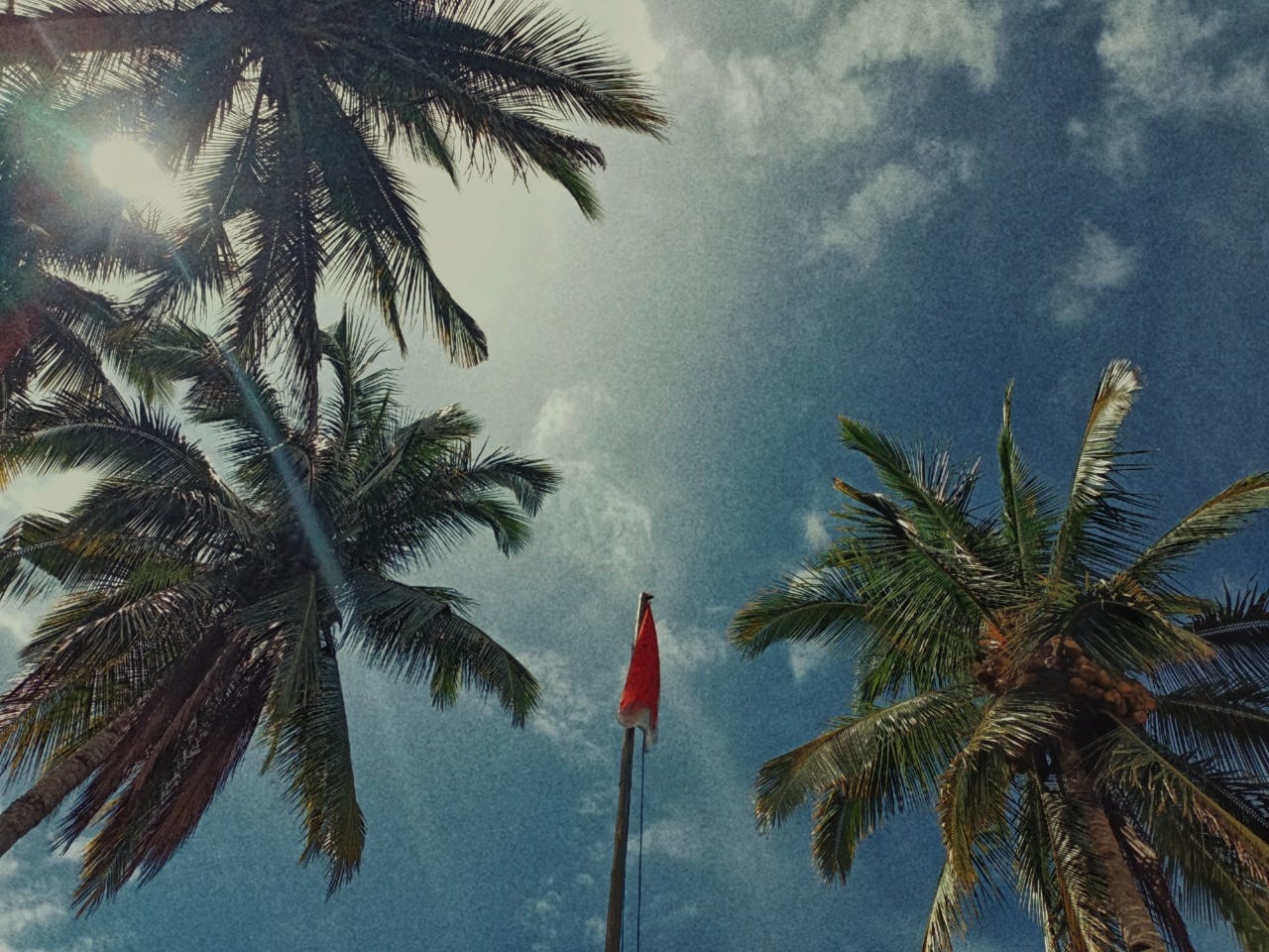 #1 Ngata Tompu 900mdpl - by KunBanja - Flora’s Substack