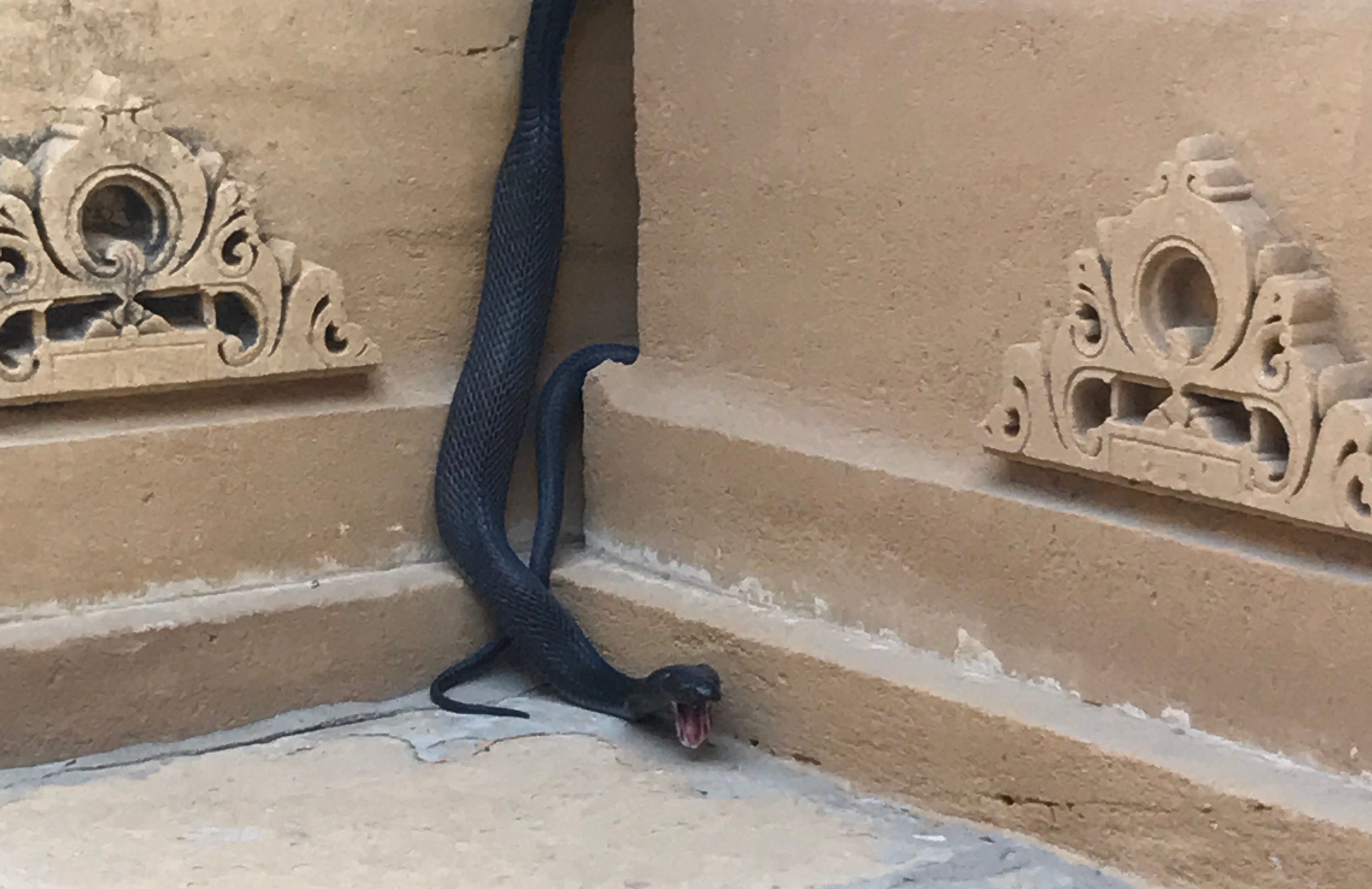 Charmed by snakes - by Mark Sheerin - criticismism