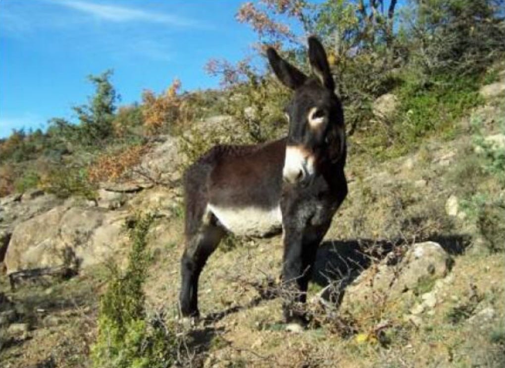 La burra no era arisca.