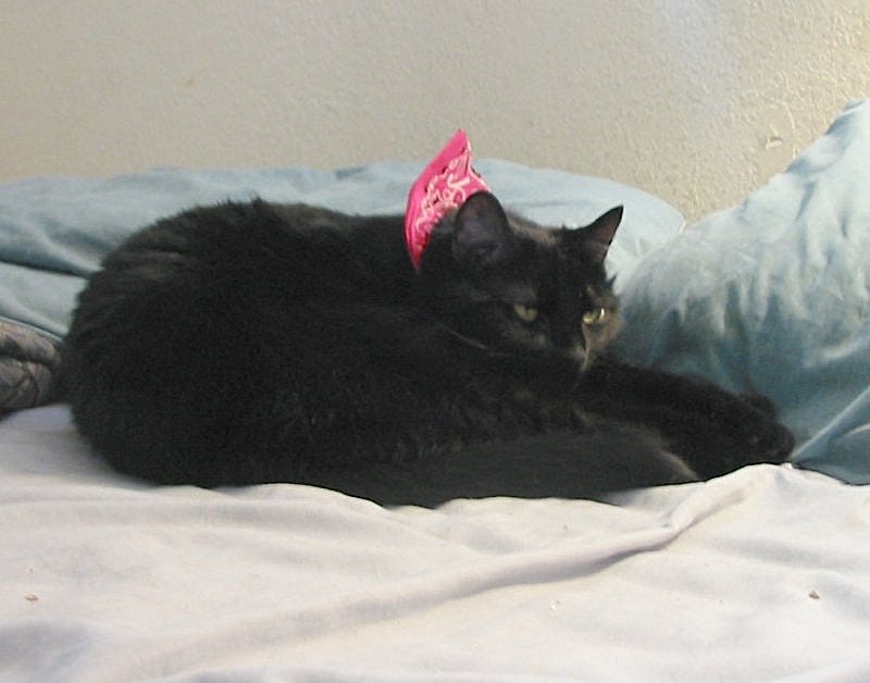 REMEMBERING COCO (1994-2014) - FELINE FRIDAY COMES ON A SUNDAY THIS WEEK