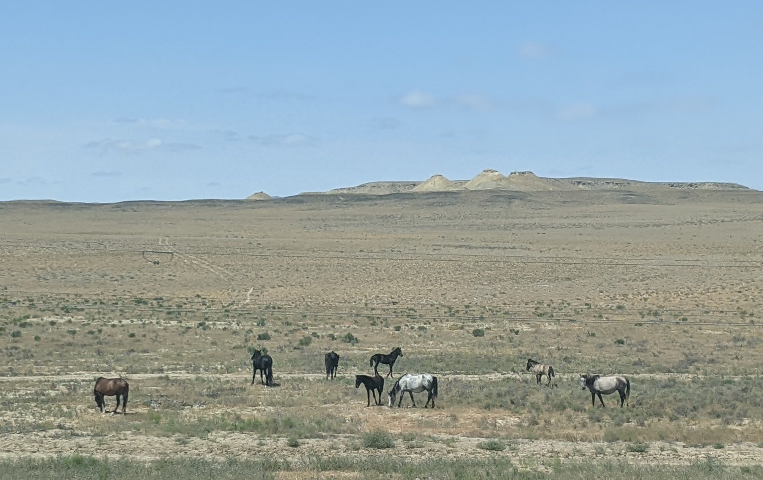 Balkan Ecology Project : Eastern Travels - Arriving in West Kazakhstan ...