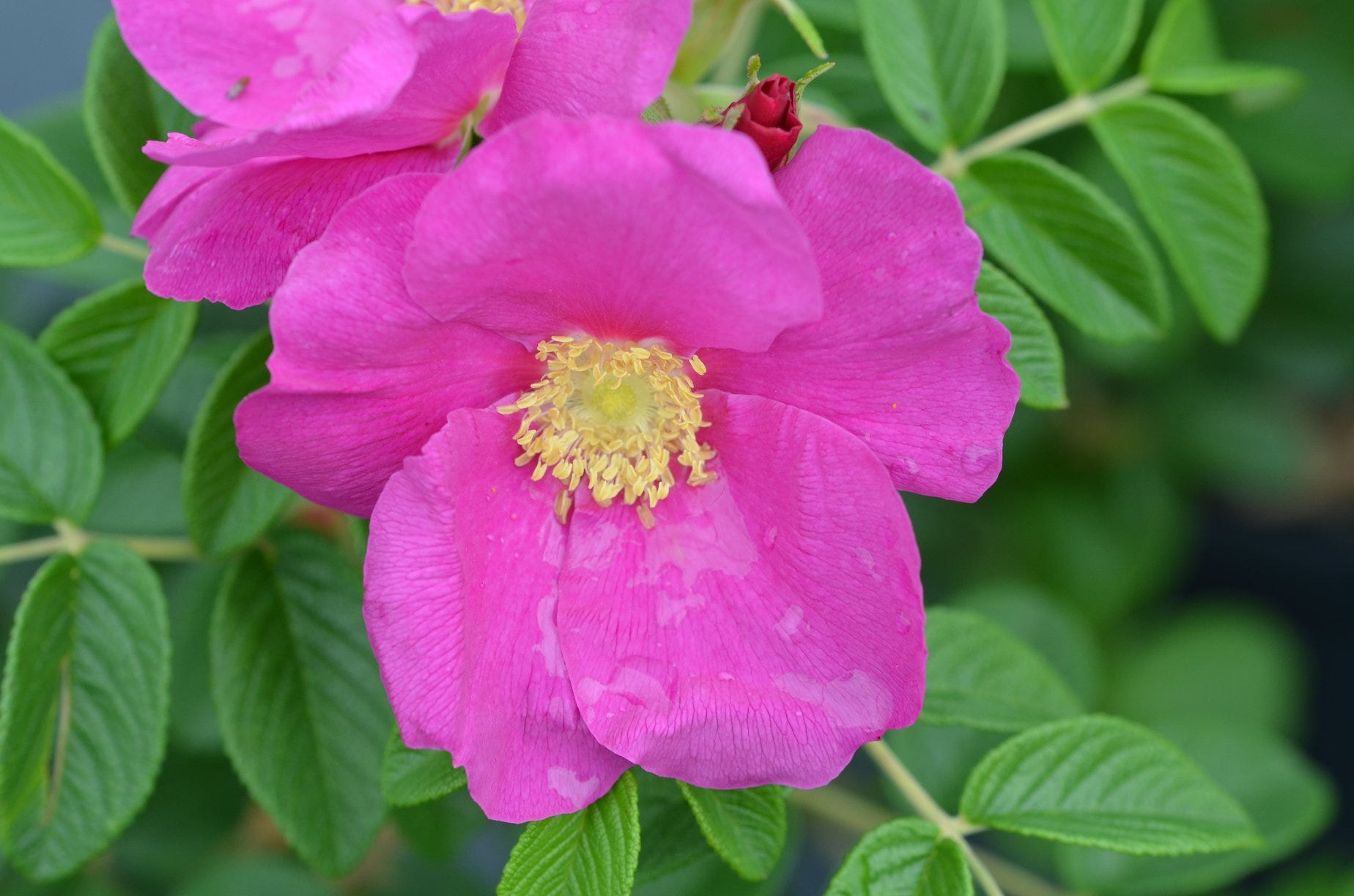 Day Five: Rosa Rugosa / ROSE HIPS - by Gavin Mounsey
