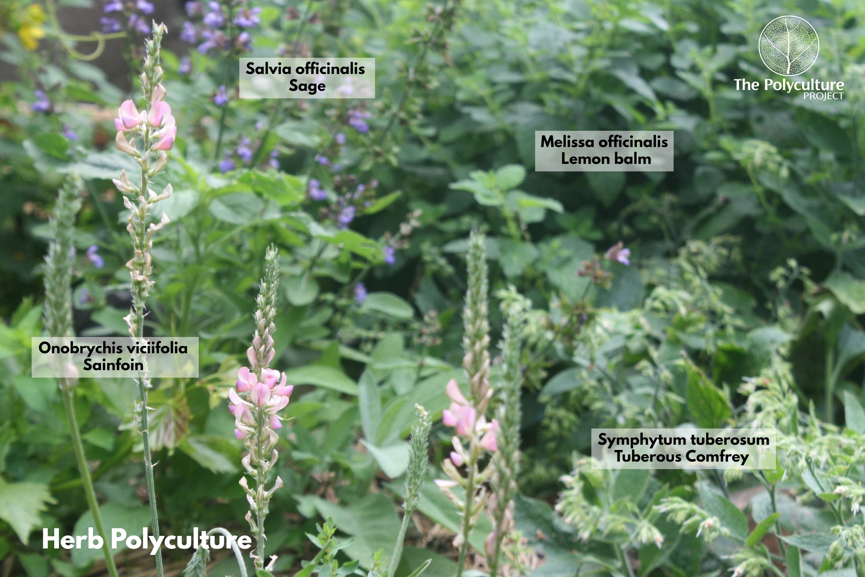 Balkan Ecology Project : Plants, Wildlife and Polycultures for Forest ...