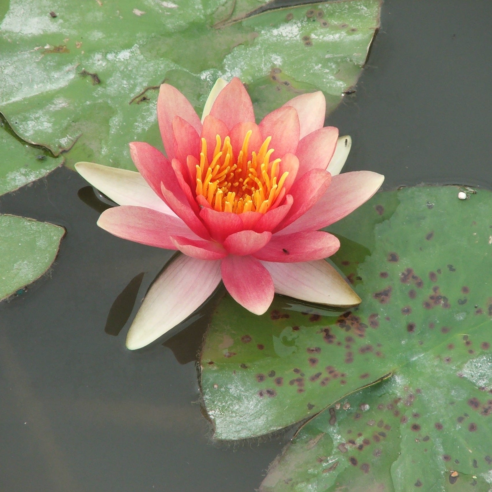 Philip Goldberg | Substack