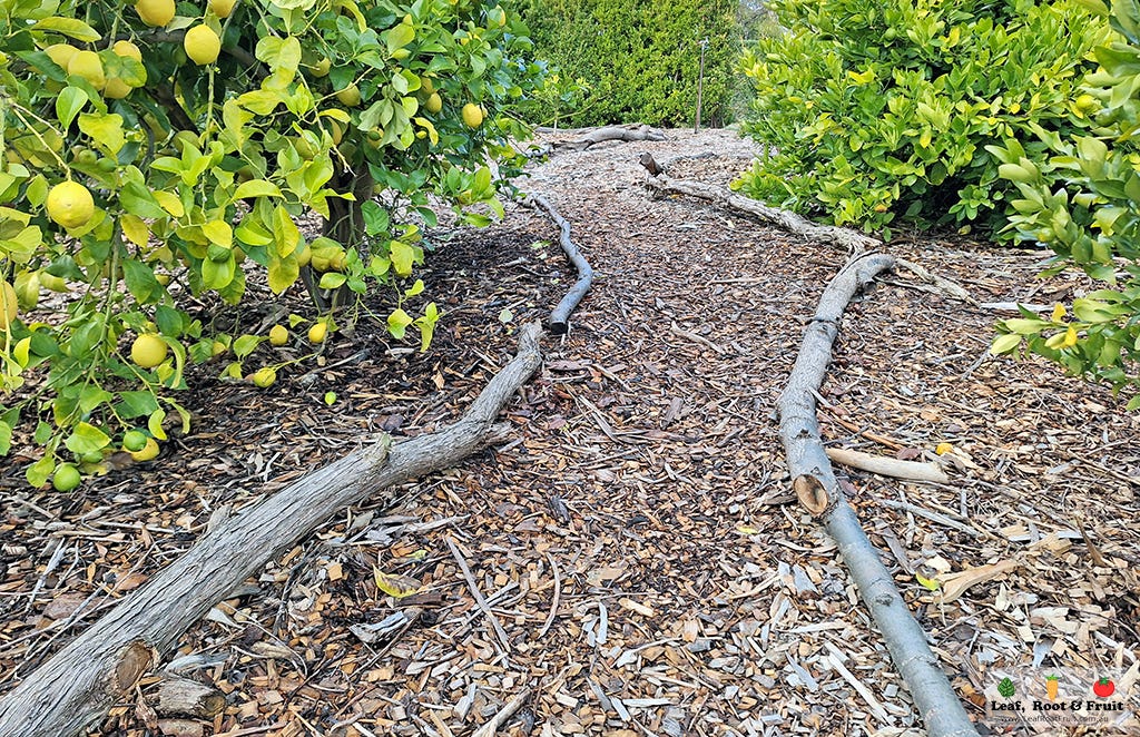 Site Analysis and Where to Put the Vegetable Patch: Sunlight and Access