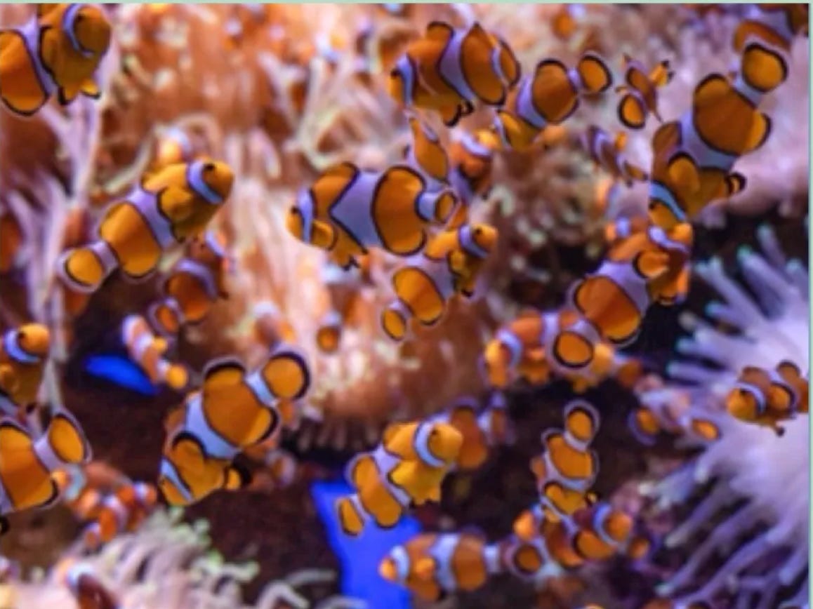 La verdadera historia de Nemo