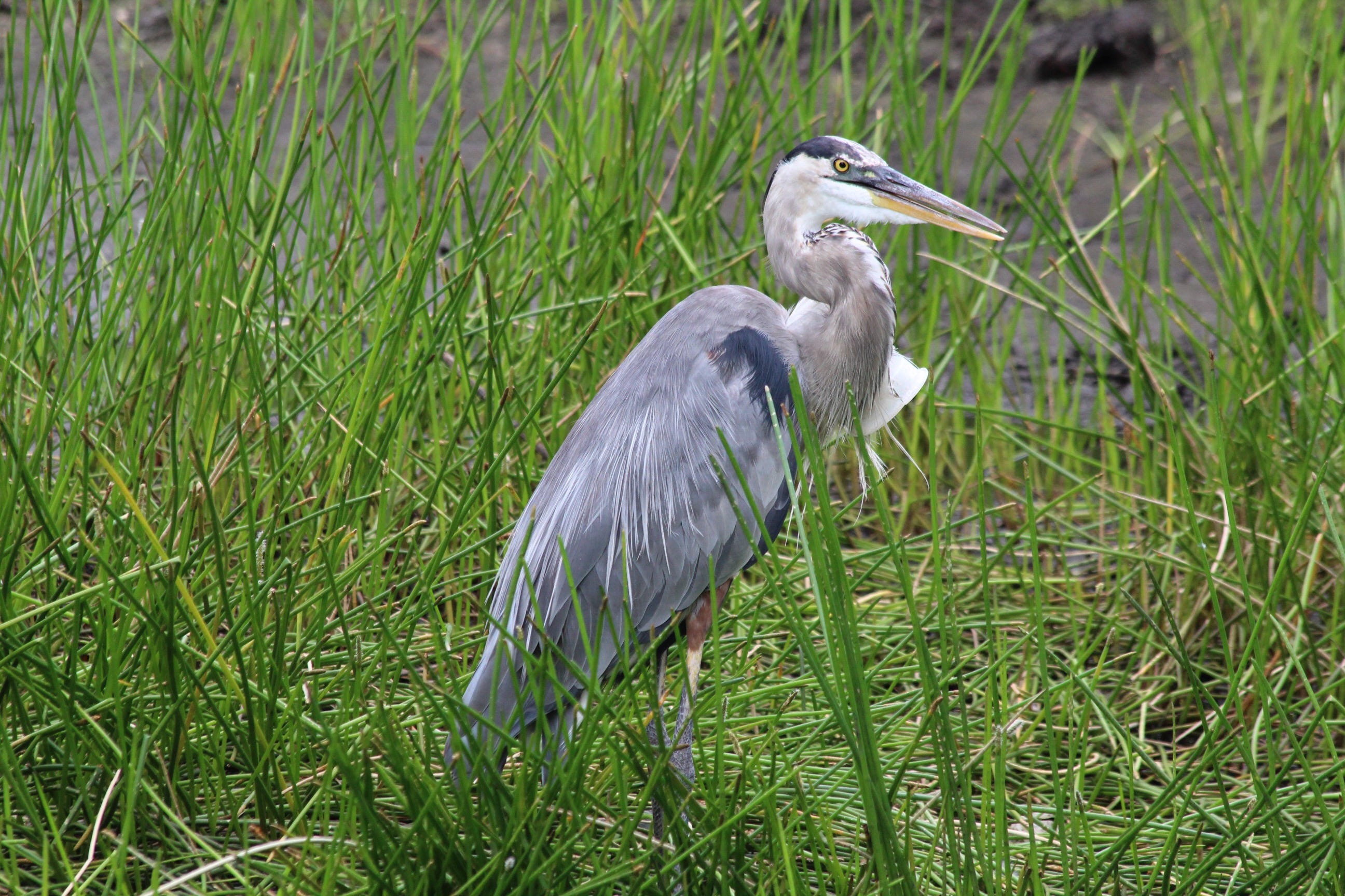 It's the Litter Things That Count - by Lara Chapman