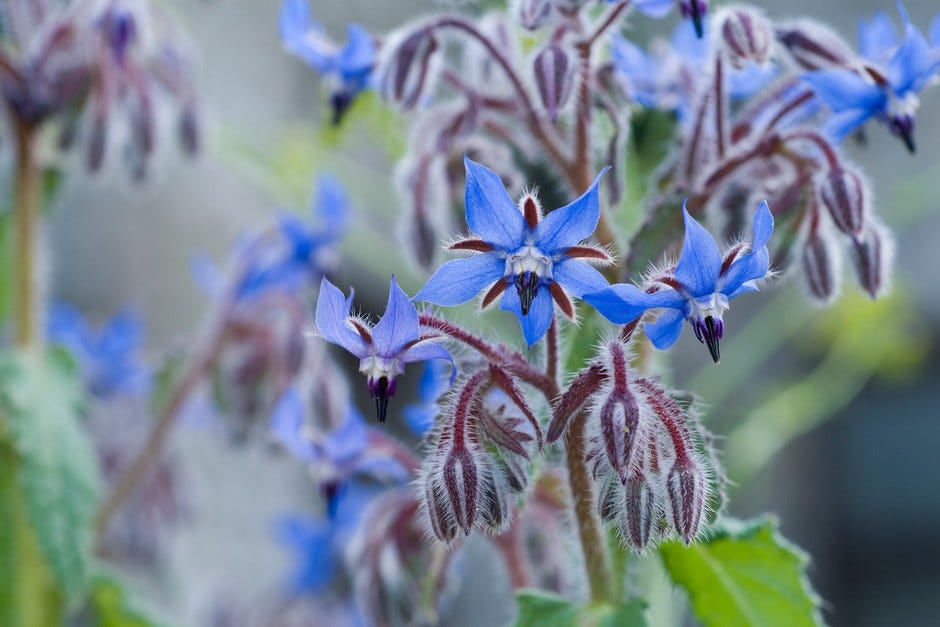 Herbal Spotlight: Borage - by Summer Shelton