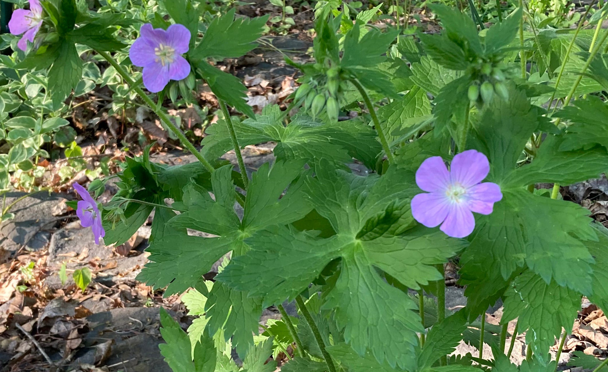 The Lost Bee - by Margaret Tomlinson - The Generous Garden