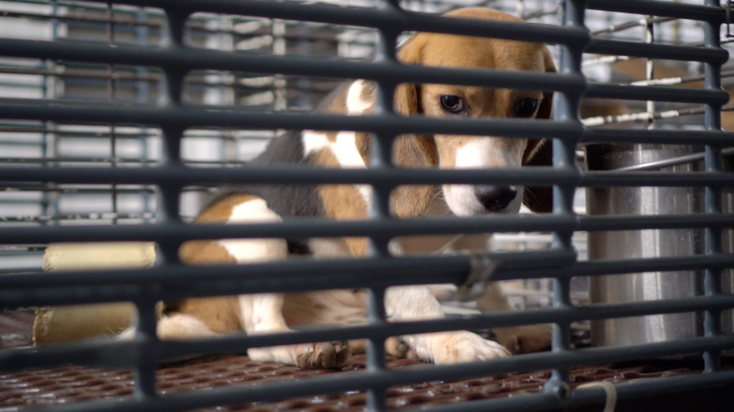 The (Special) Prosecution of Ridglan Farms