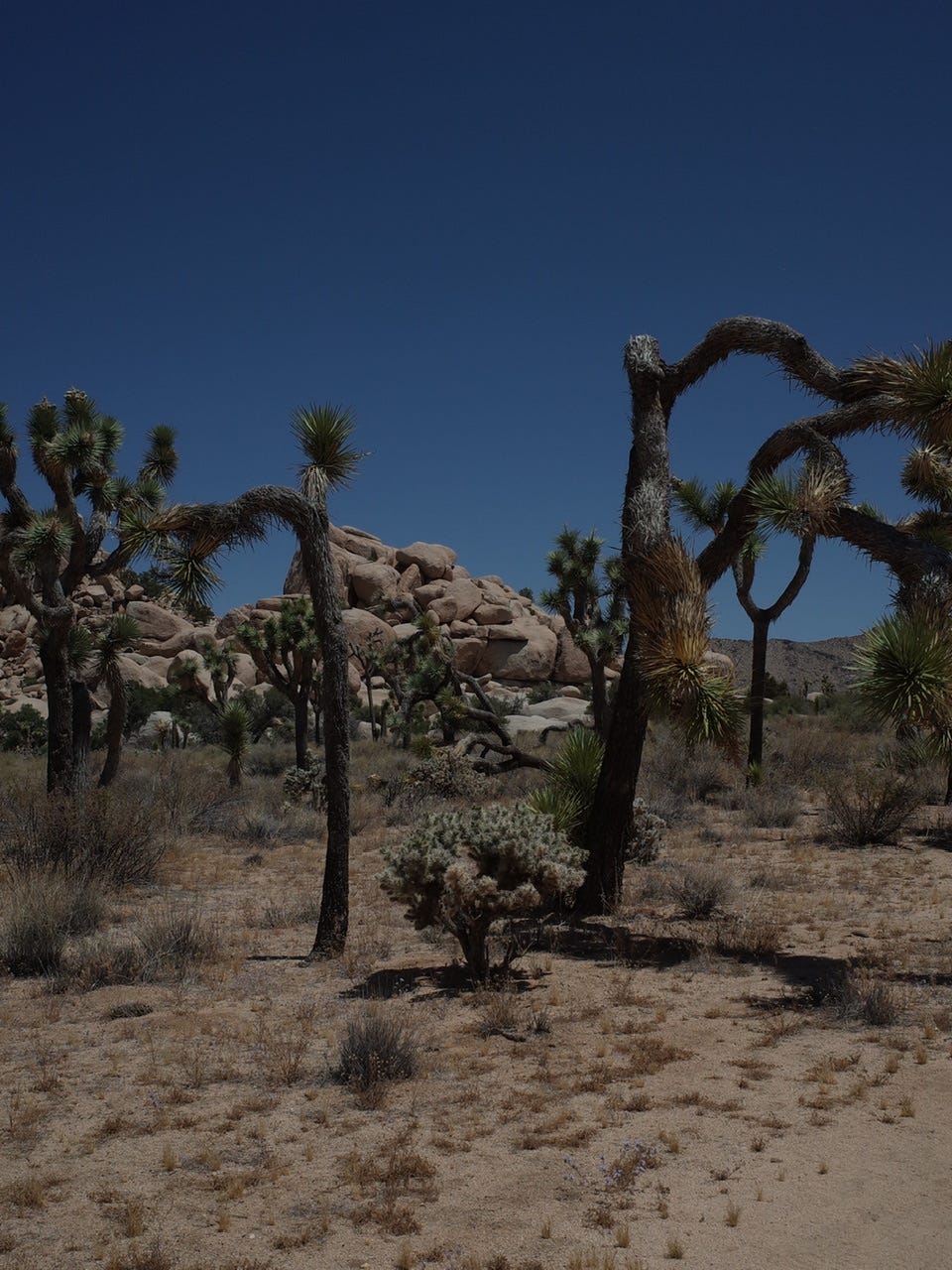 #85: Walking in Joshua Tree - by Stefania Culafic