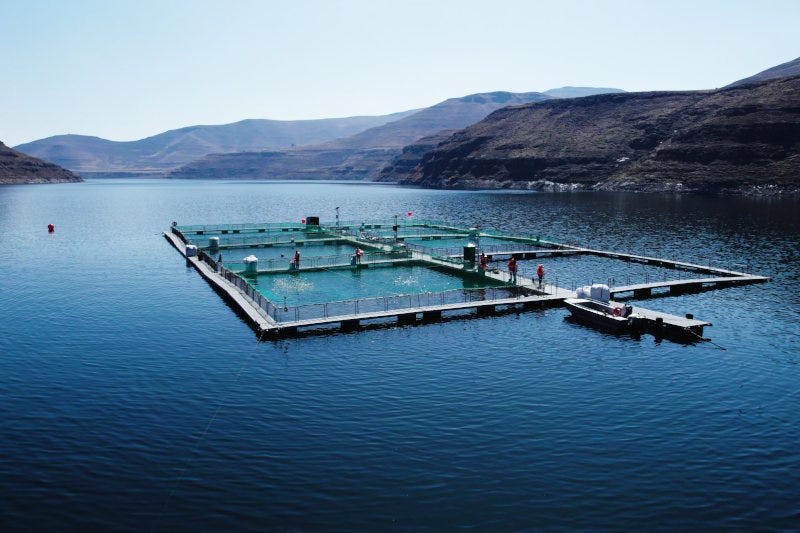 Mergence acquires remaining PE stake in Lesotho trout farm