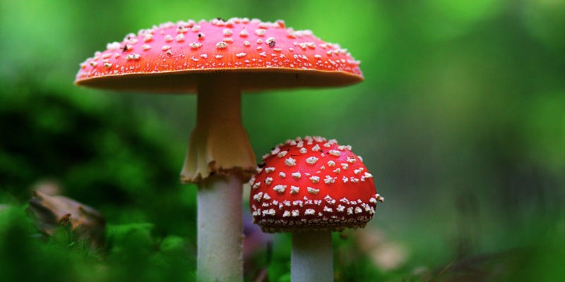 The Emergence of Mythoanimist Consciousness - by Juniper