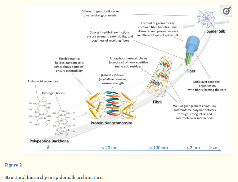 Spider Silk Polyamide Polymers Applications In Self Assembly ...