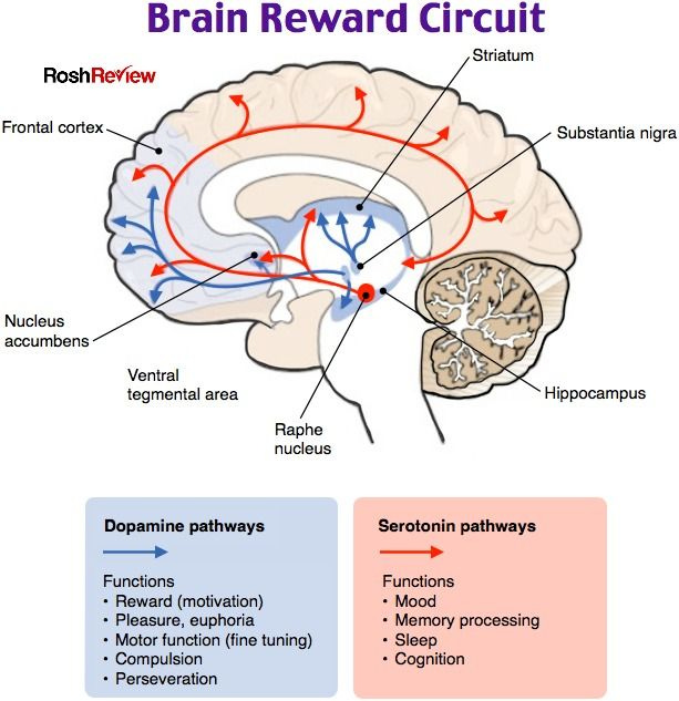The Dopamine Behavior Control Circuit - by Aug Tells