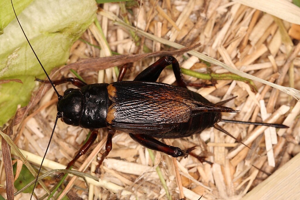 Building Bodies with JH - by Ray - Insect Insight