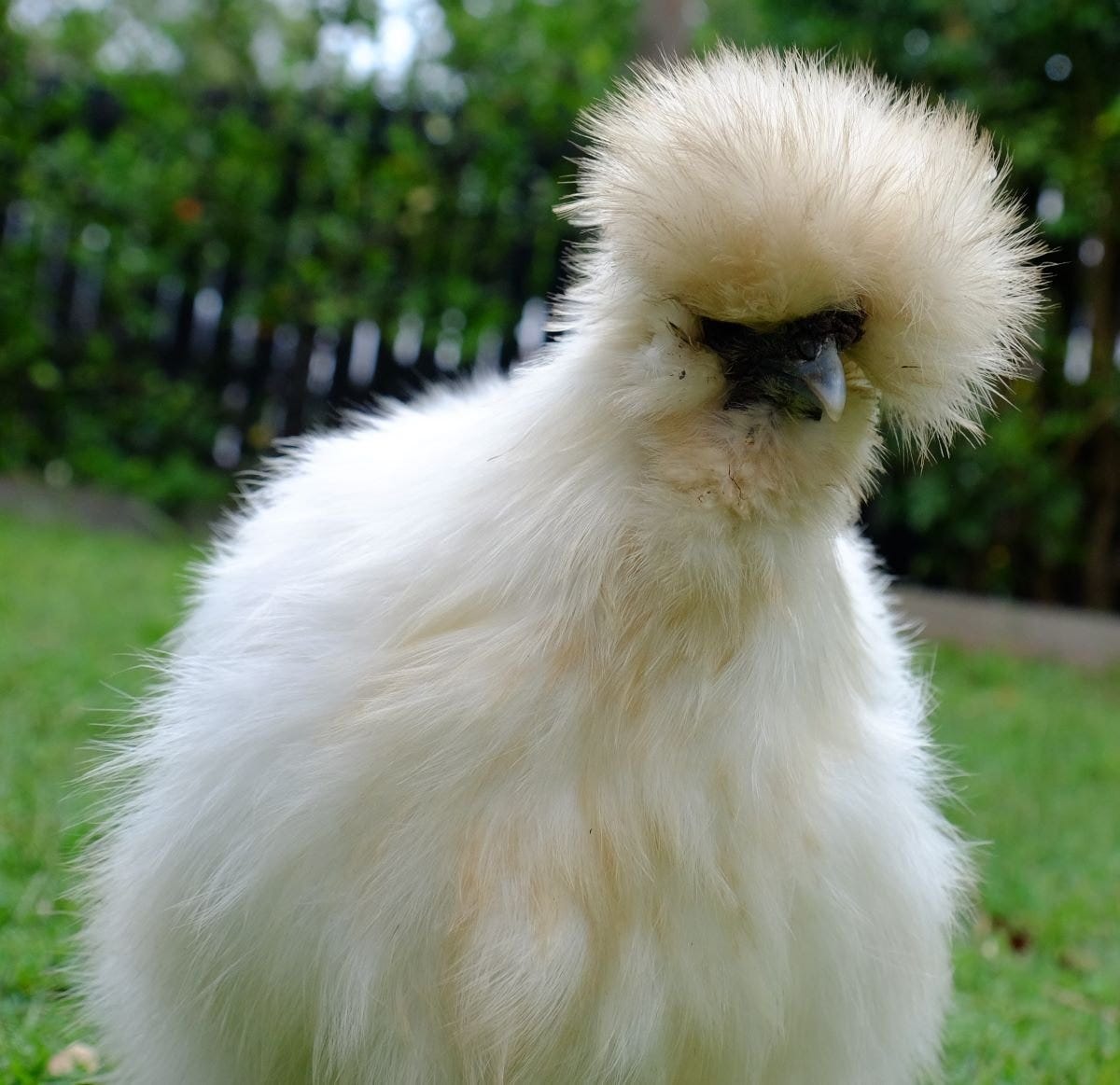 Light as a feather - by Kat Pearson - Girl in the Green