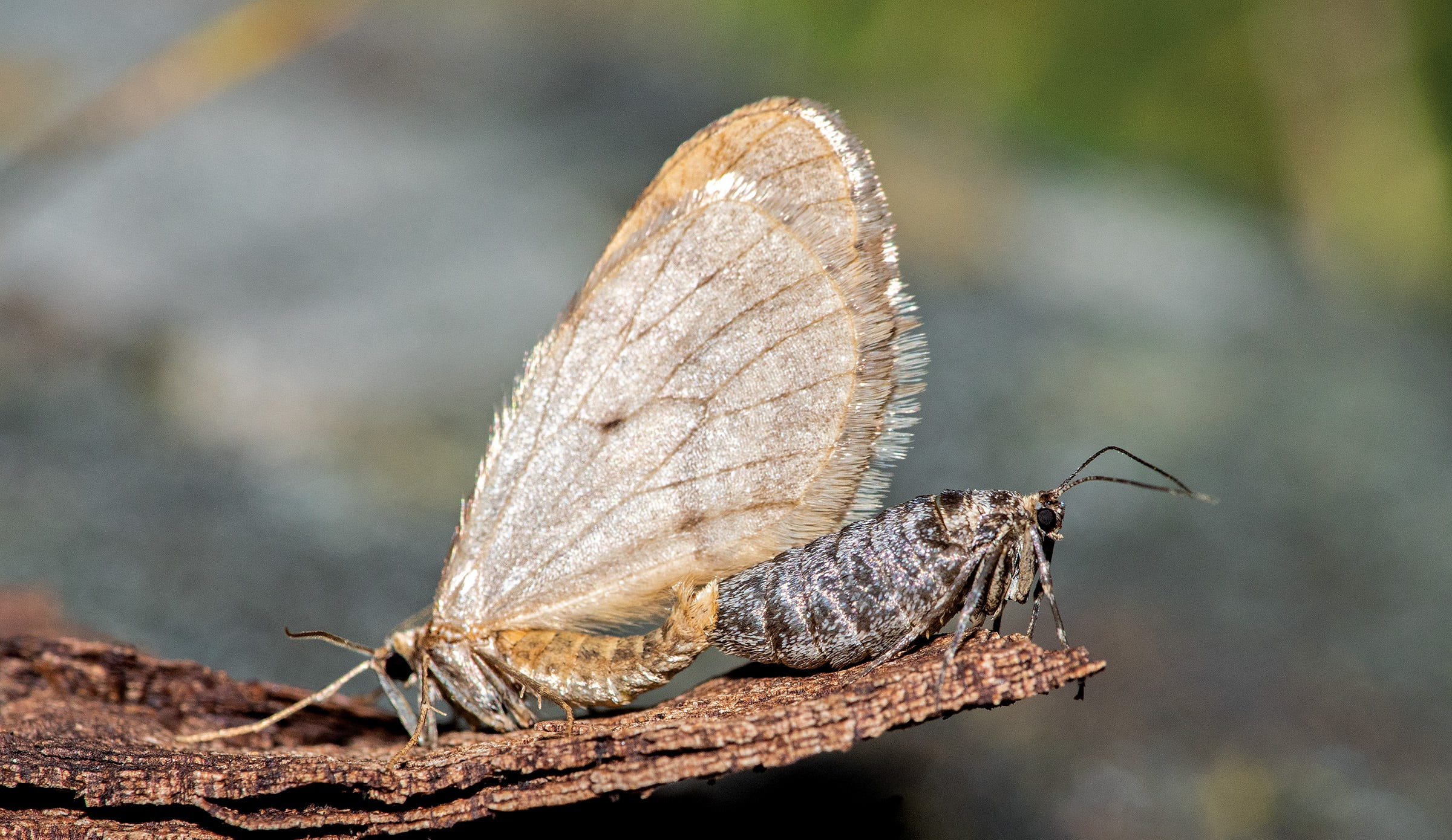 Sex and Flight in the Cold - by Bryan Pfeiffer