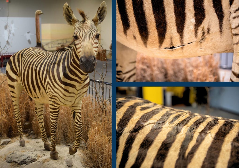 Photos: See deterioration on now-closed Delbridge Museum animal collection