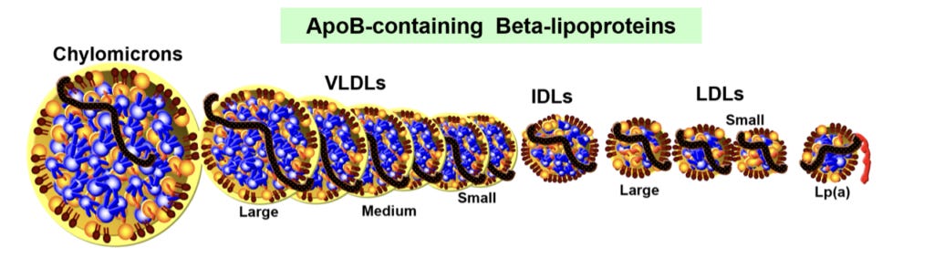 ApoB and You Brain - by Louisa Nicola - Neuro Athletics