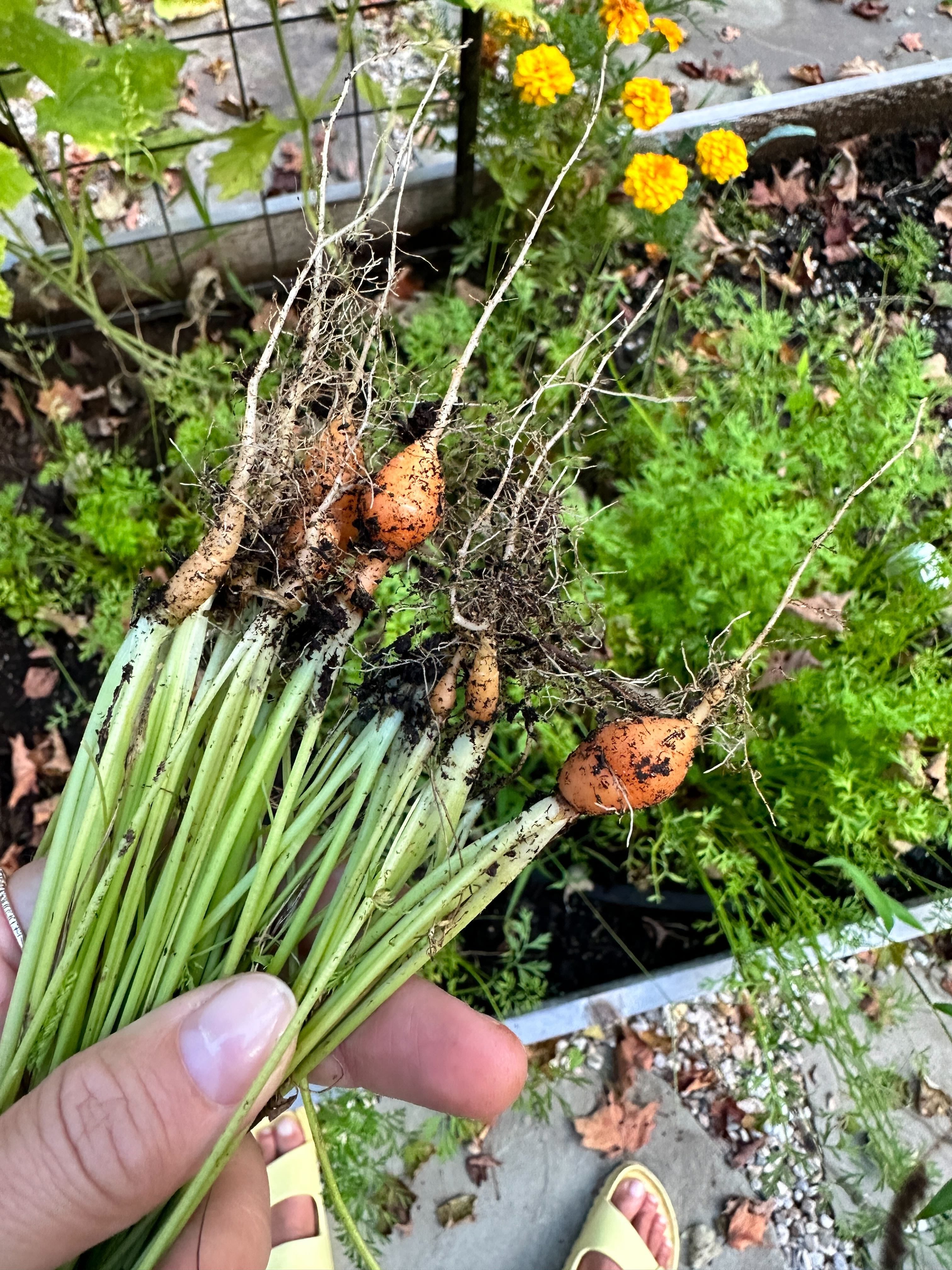 Garden Failures - Live Learn Lovewell