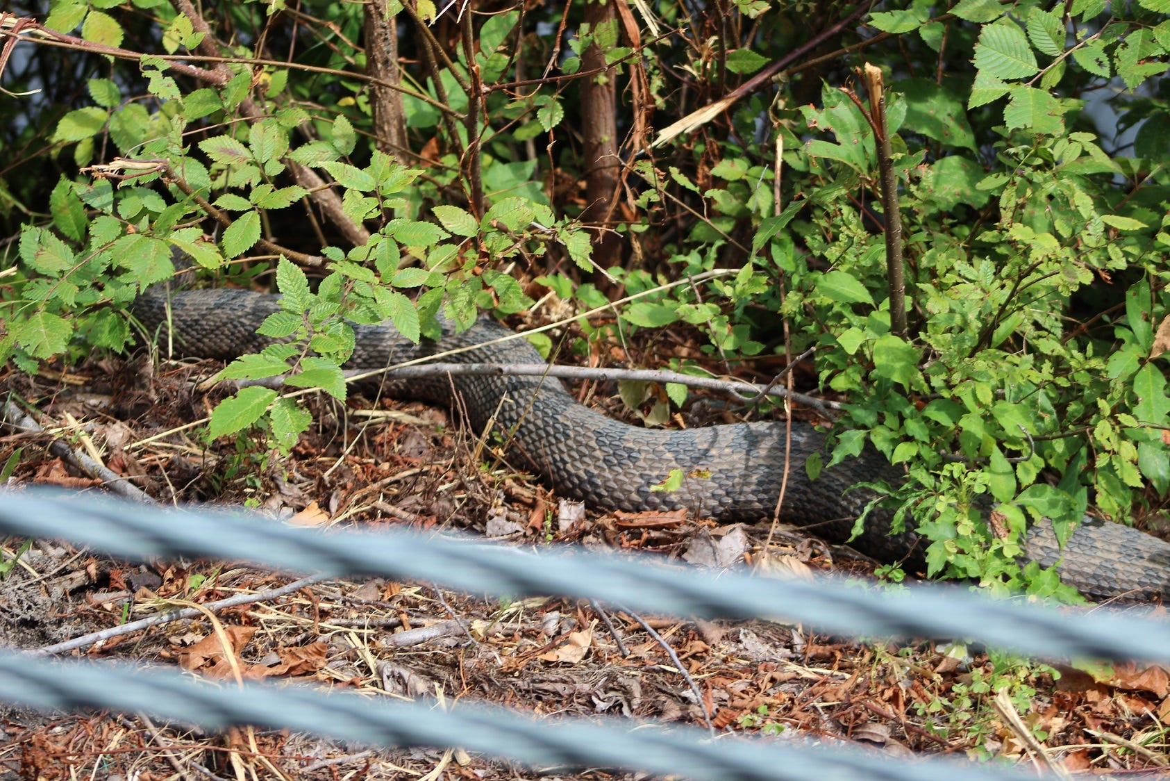 Nature Photography, Herping a Brown Water Snake and an Eastern Cooter ...