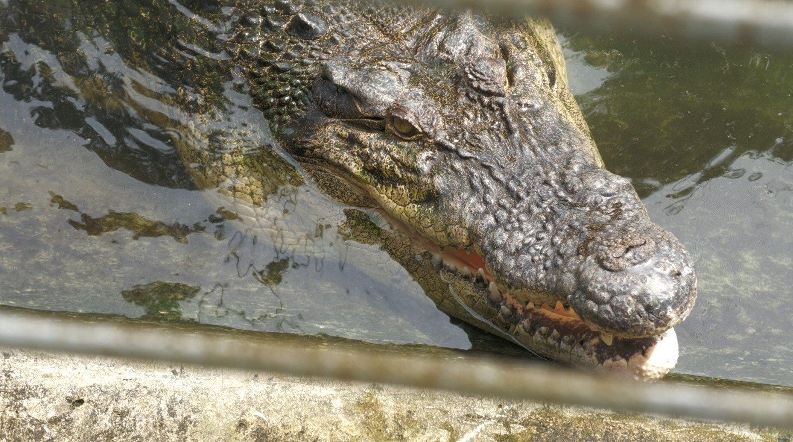 Sacred crocodiles in the Philippines 🐊