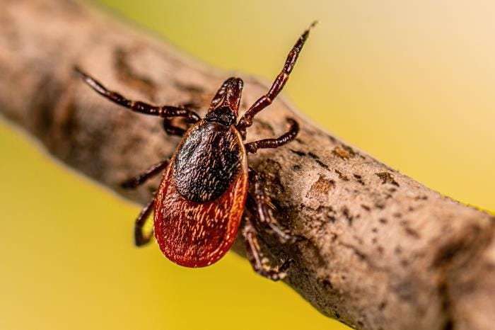 New York City reports rise in Lyme disease over the past decade