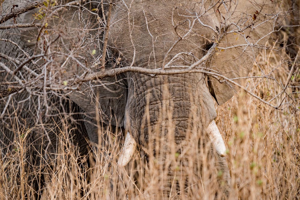 Eyes - by Mark Caicedo - PuraVida