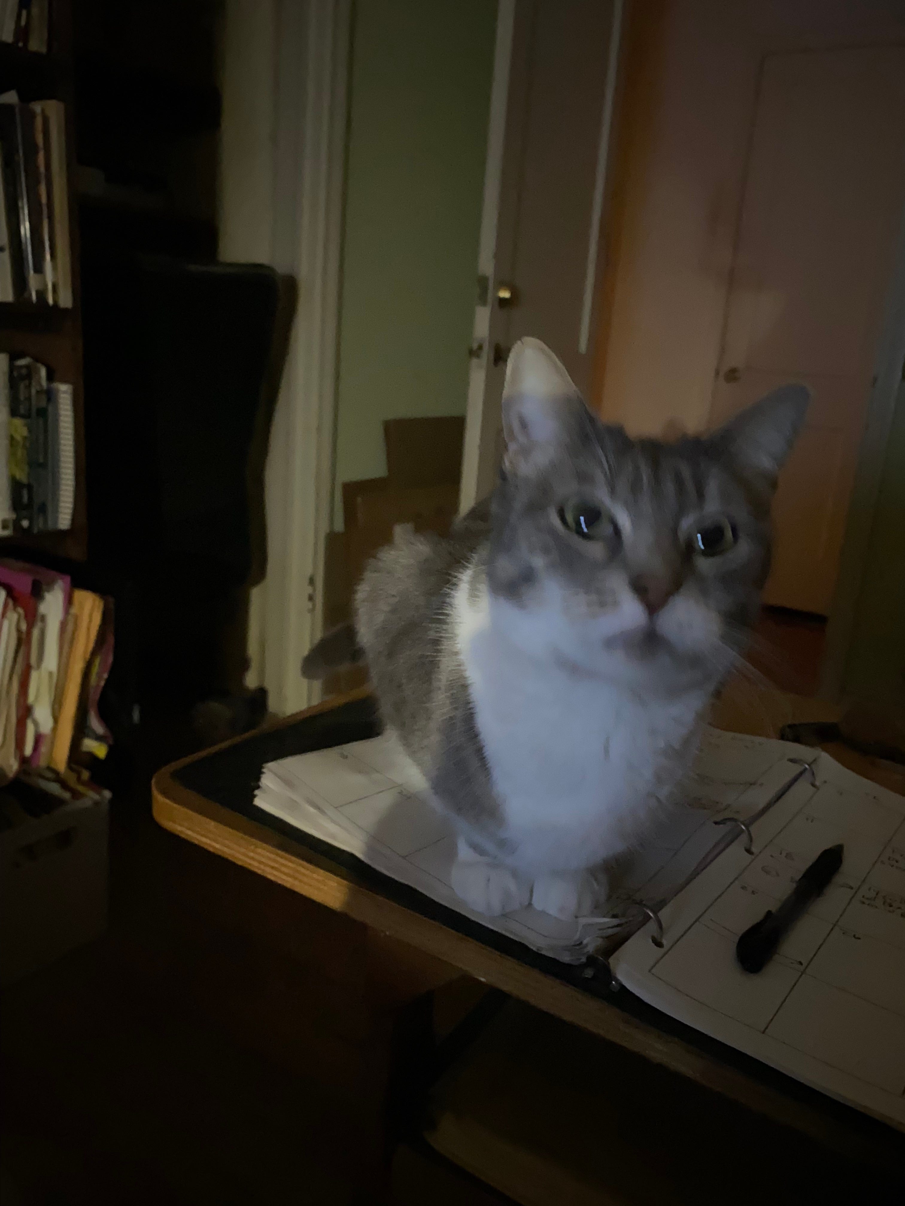 cats - by rohn bayes - the rohn report