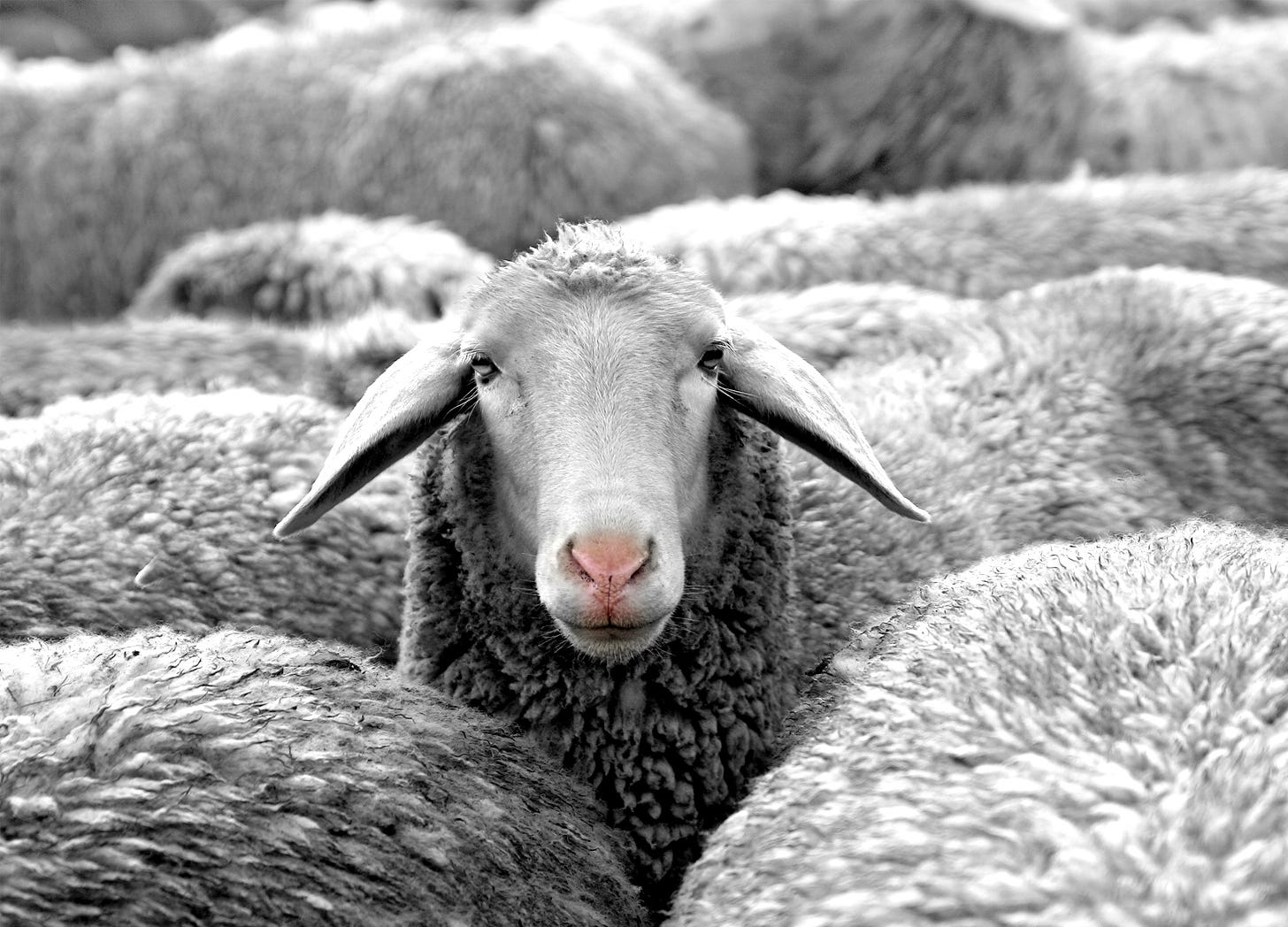 The World According to Sheep - by Todd Hayen, PhD, RP