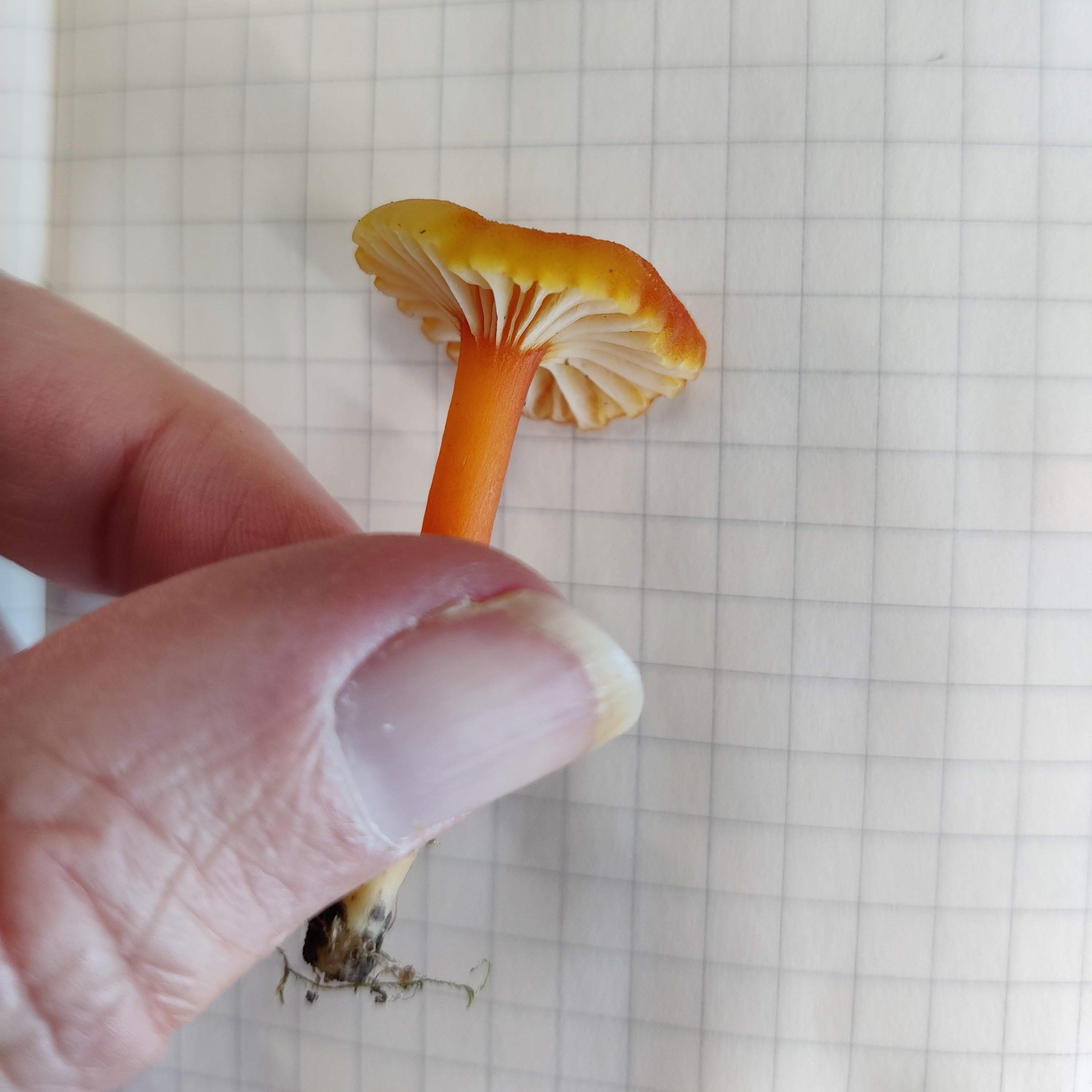 Enjoying Field Mycology - by Clare Blencowe