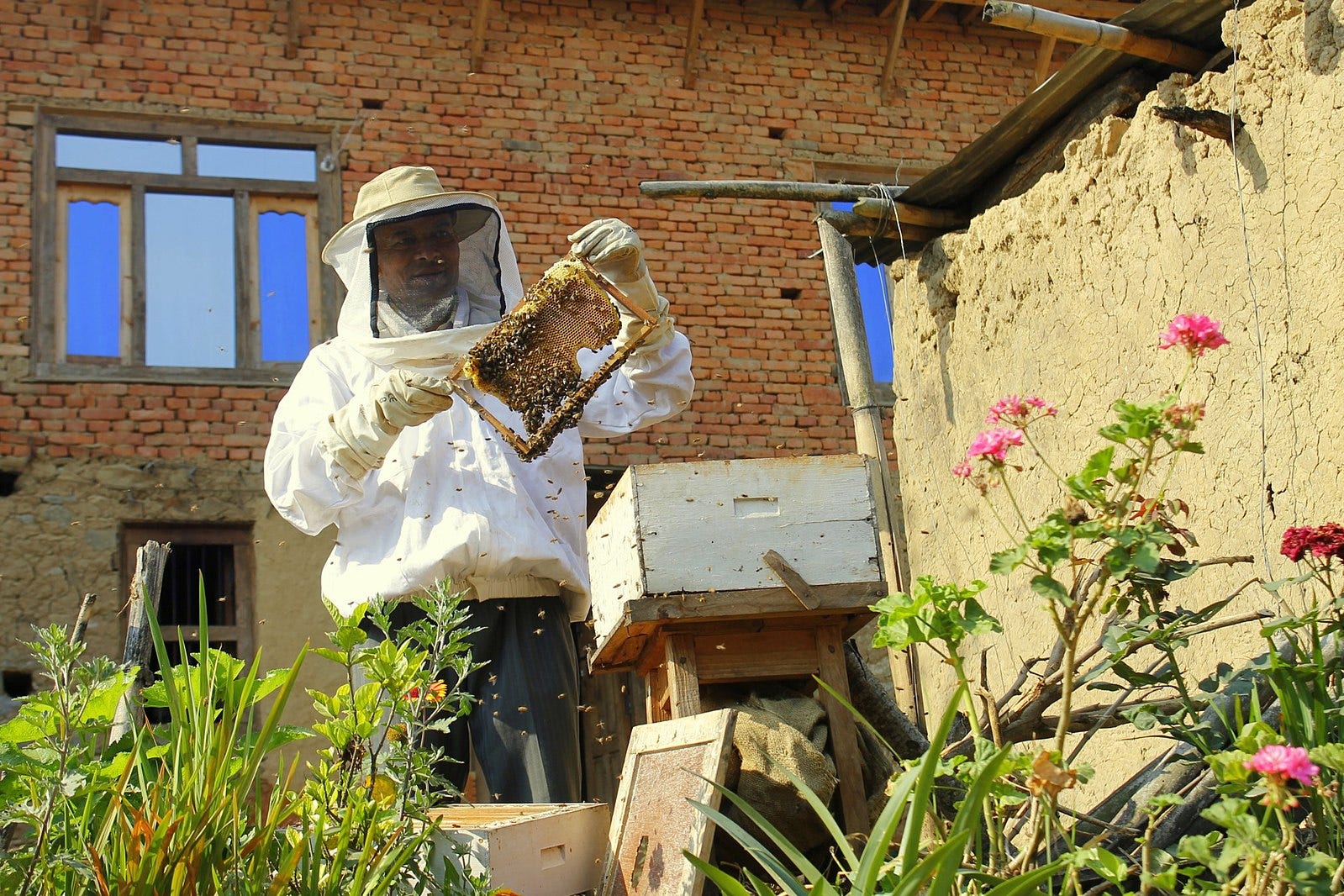 Stop Trying to Save Honey Bees - by Micah Mattix - Prufrock