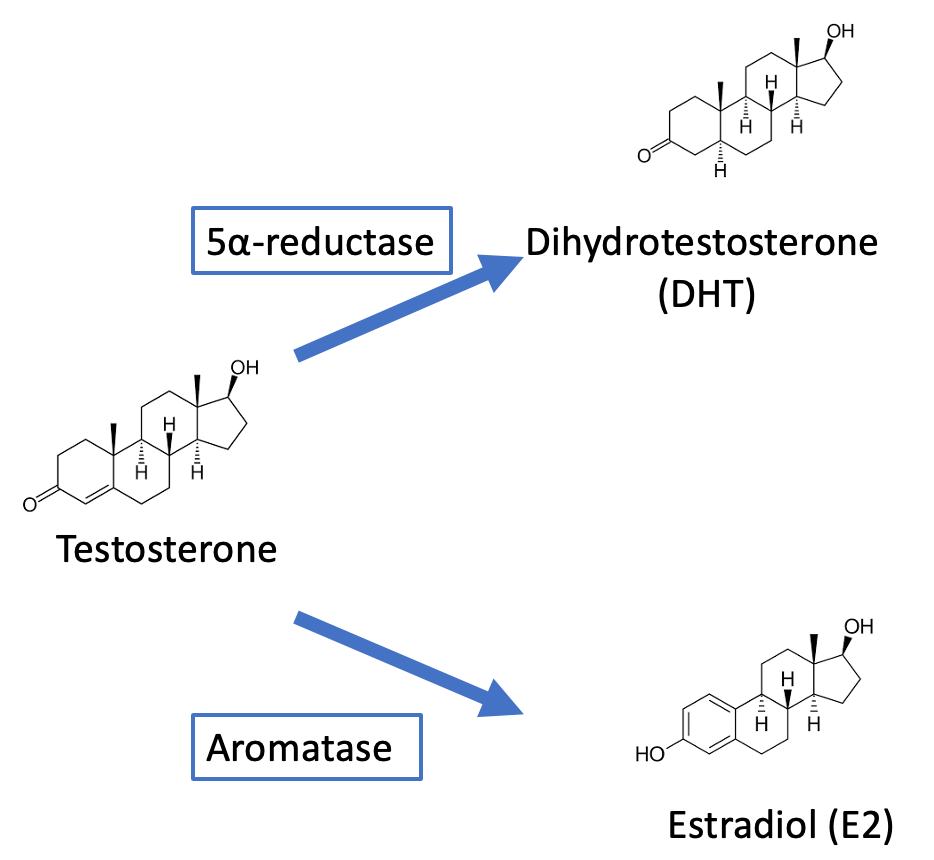 Male Sex Hormones part 1 - BowTiedLoon’s Newsletter