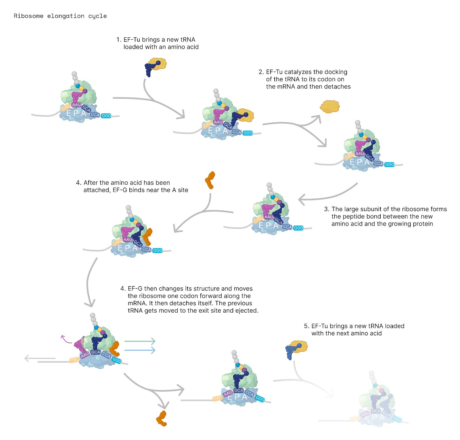 A Protein Printer - by Asimov Press and Adaptyv Bio