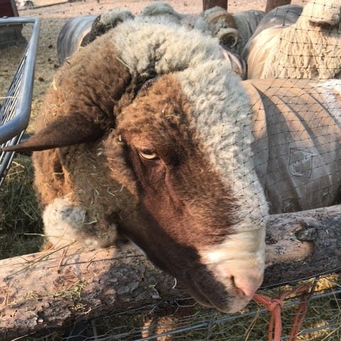 Fat Turkey Farm | Substack