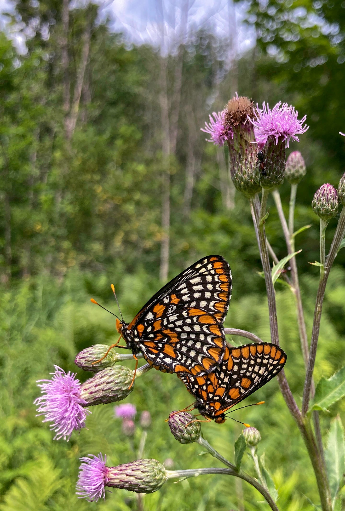 After the Flood - by Bryan Pfeiffer - Chasing Nature