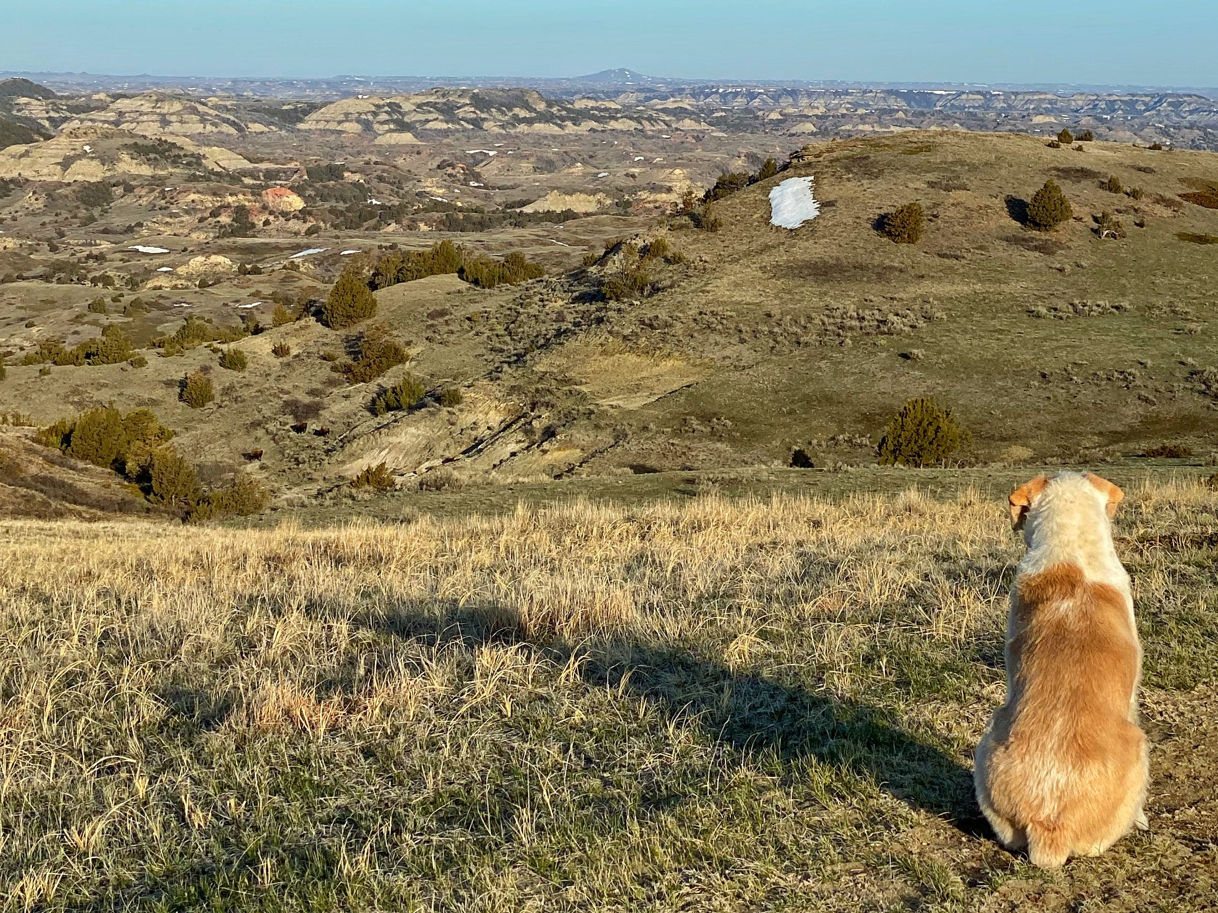 Our 90-Minute Traffic Stop in Bison Country