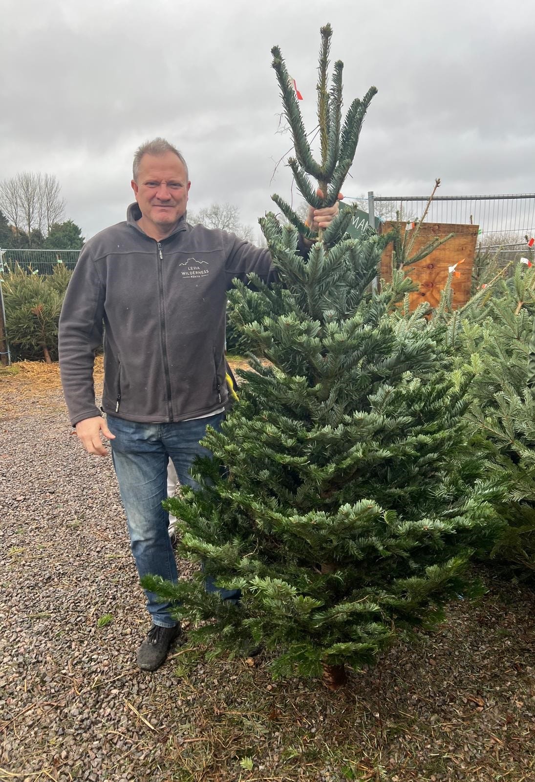 Advent Day 15 - Oh Christmas tree... - by Gaynor Roberts