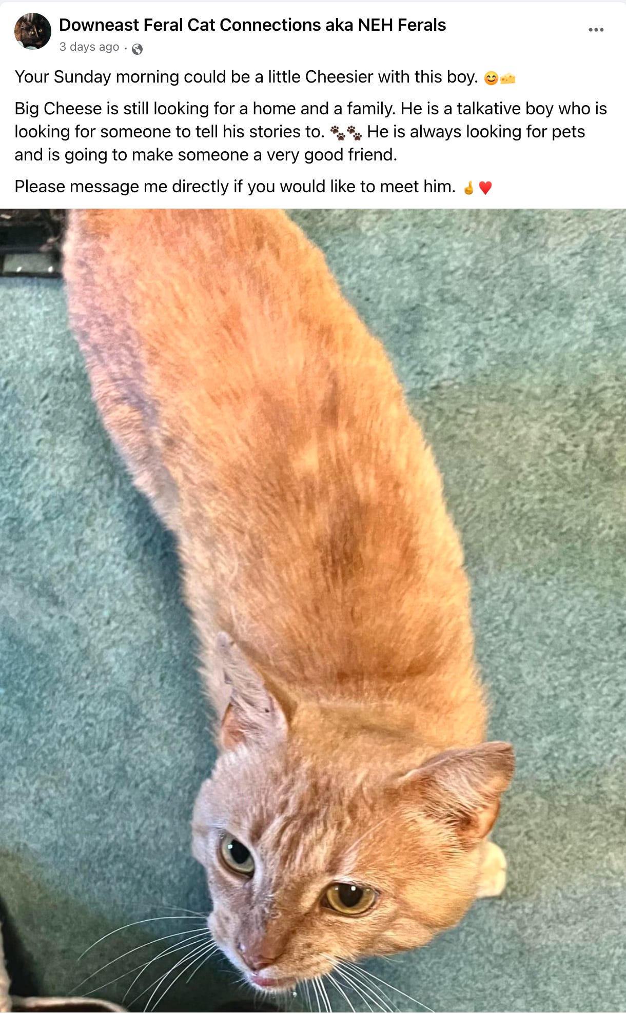 Purr Joy as Enzo, the cat missing for months, returns to his humans. – Bar Harbor Story