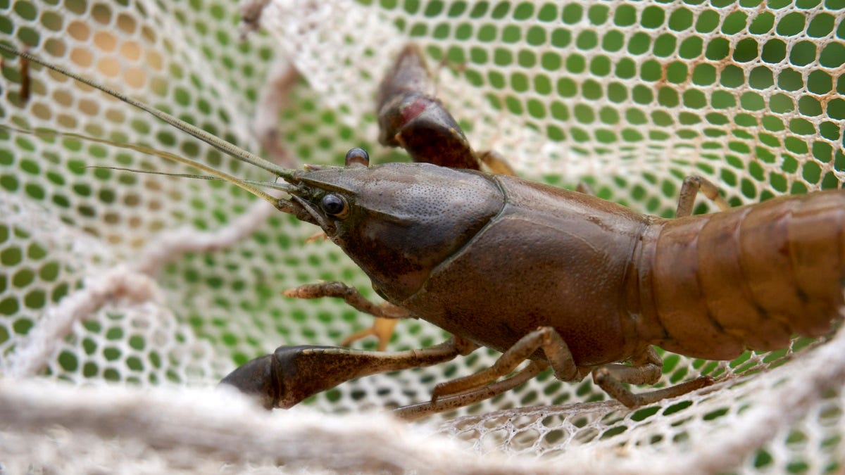 Opera house yabby net ban will begin this Friday