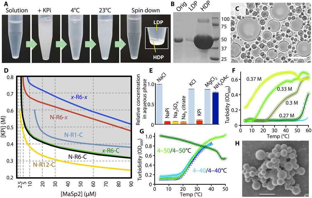 Spider Silk Polyamide Polymers Applications In Self Assembly ...