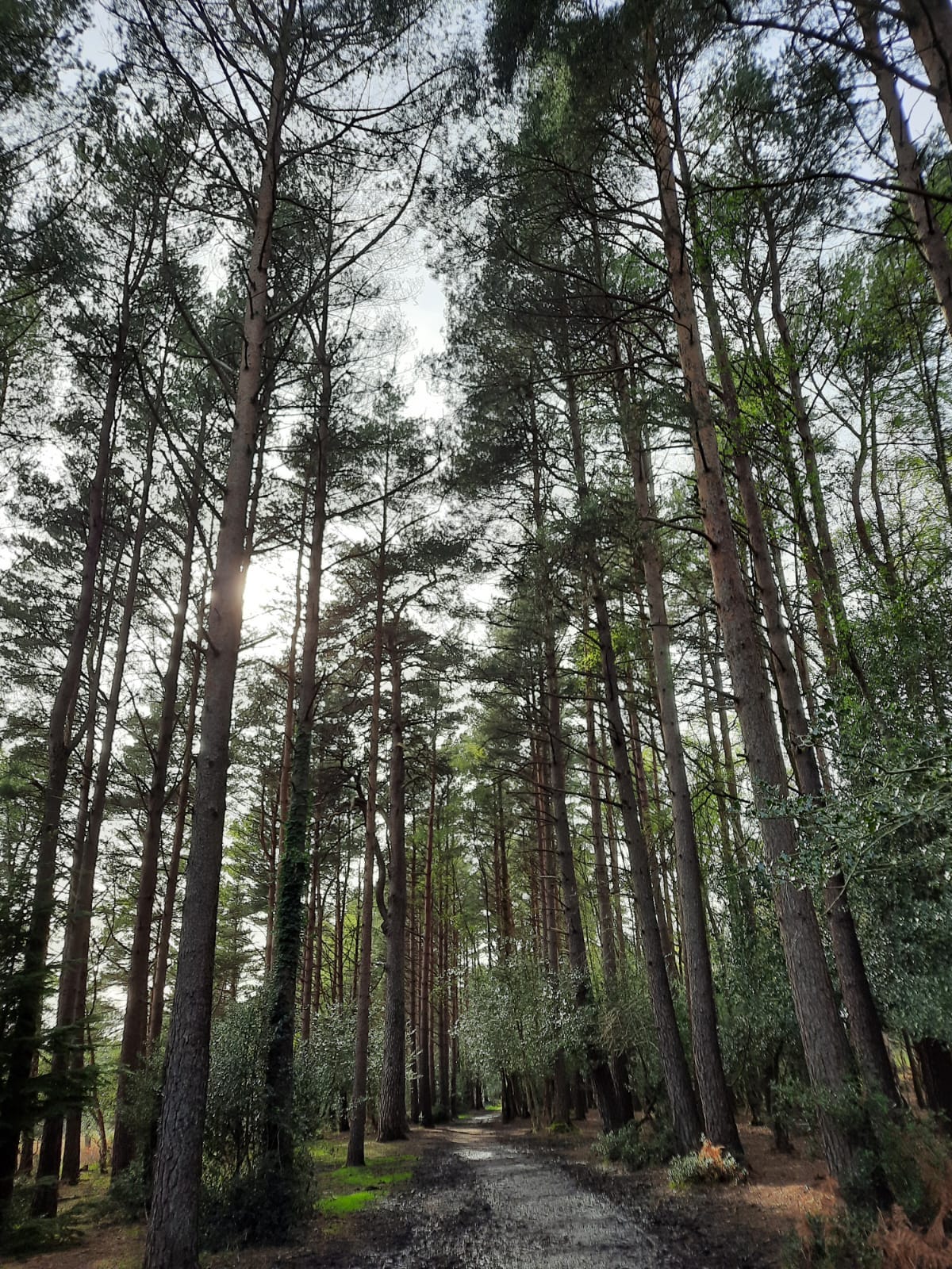 Sipping Spring: Embrace the Season with Homemade Violet Cordial/syrup