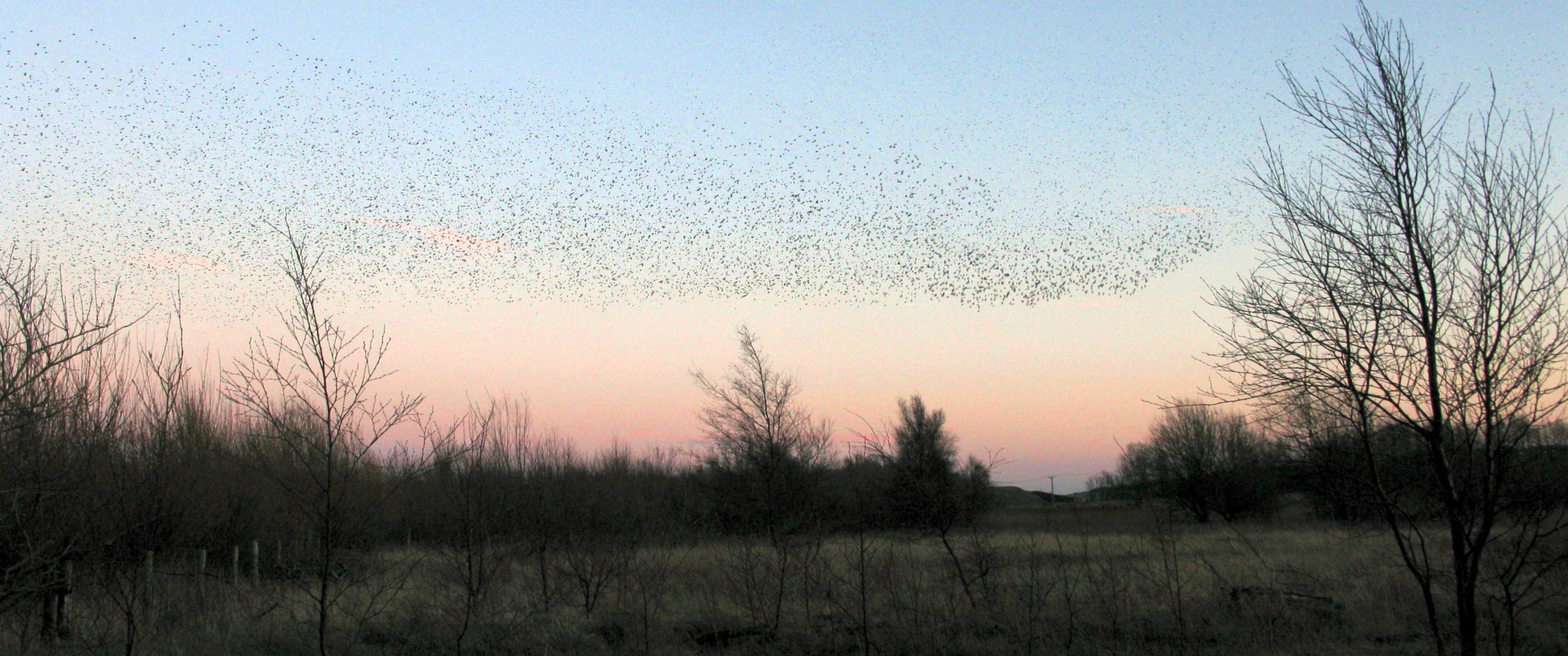Murmuration Murmours - by David Bocking