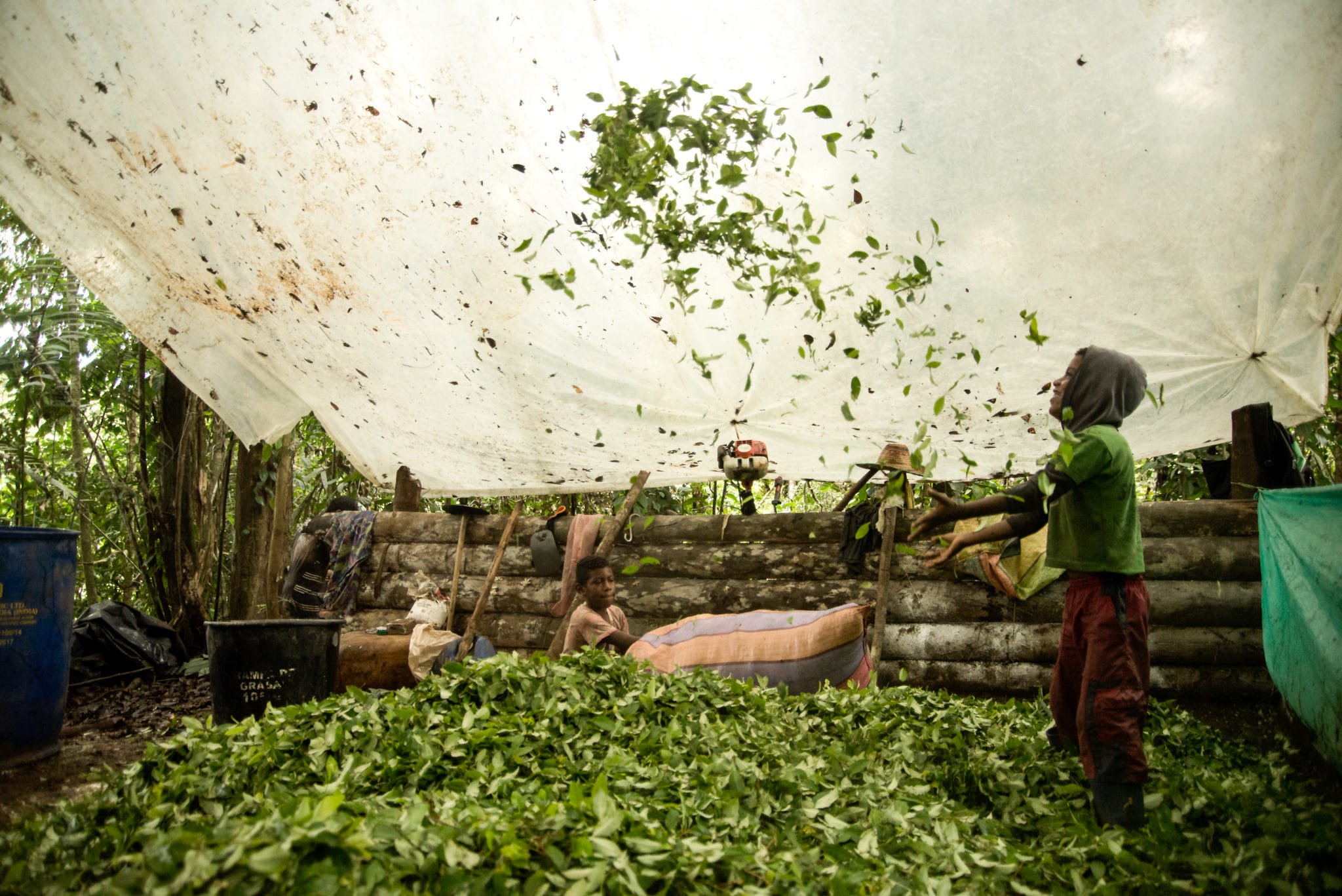 I Spent a Week in the Colombian Jungle Harvesting Cocaine