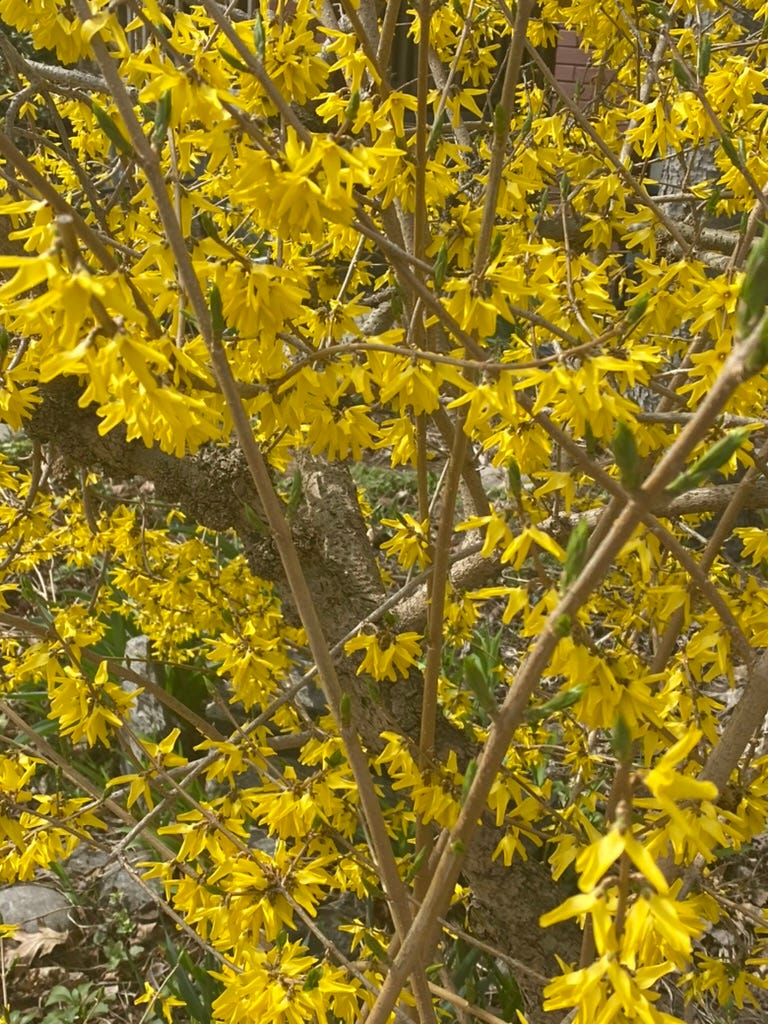 SPRING CONFETTI - by Katie Merchant - thank you, ok