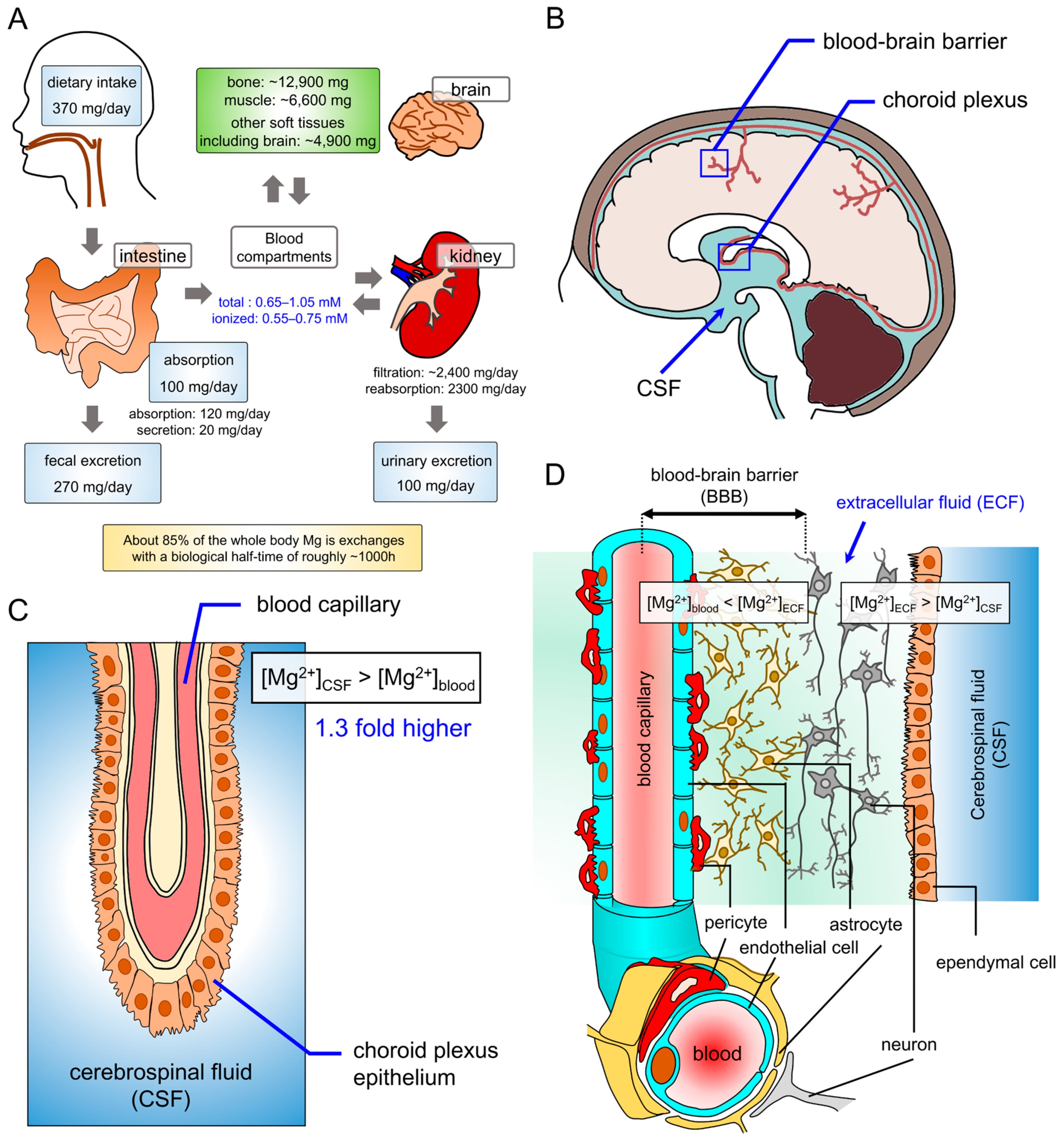 Magnesium and Your Blood. Why it matters - by Louisa Nicola
